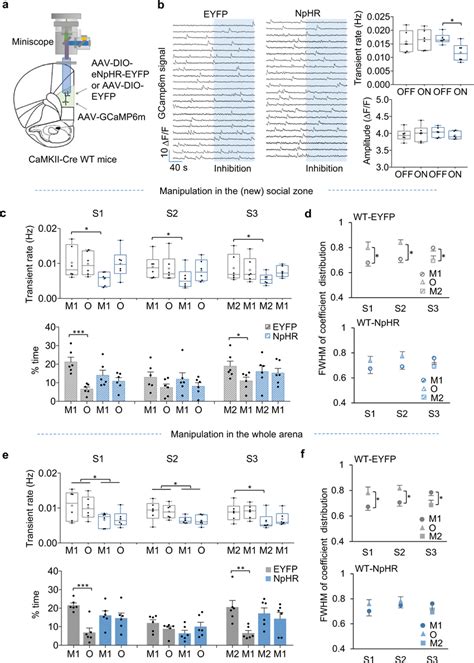Inhibiting MPFC Pyramidal Neuron Activity Impairs Social Preference In