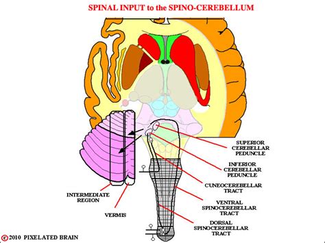 Spinocerebellar Tract Decussation