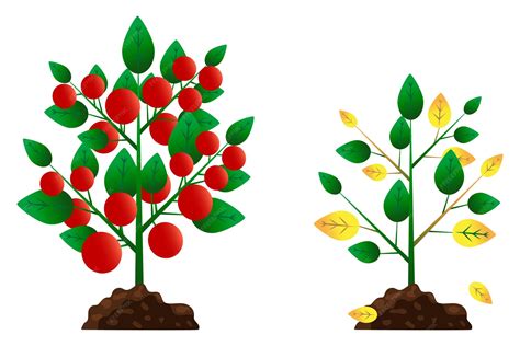 Premium Vector Tomato Tree In Flat Style Vector Illustration