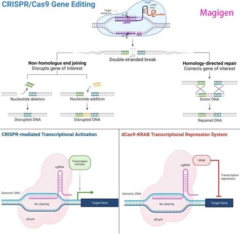 基因编辑crisprcas系统中cas9cas12cas13结构特点 美格生物，领先的ivd分子检测技术提供商！