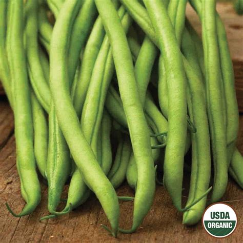 Stringless Bean Varieties