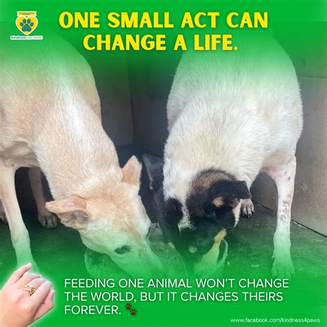 Kindness For Paws