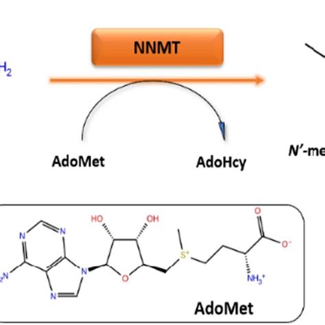 Methylation Of Na By Nnmt Using Sam Adomet As The Methyl Donor Download Scientific Diagram