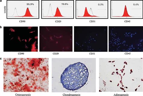 Characterization Of Rat Mscs A Examination Of Cell Surface
