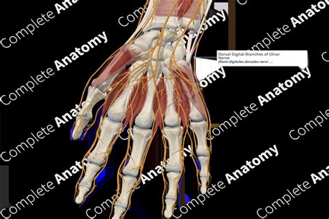 Ulnar Nerve Branches 14 Distal Anterior Interosseous Nerve Transfer