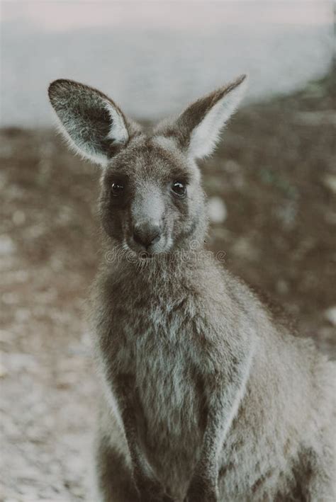 Kangaroo Stock Image Image Of Bear Goats Bovine Cute 337435655