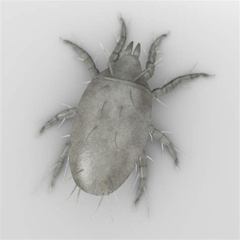 Mite 3d Models For Download Turbosquid