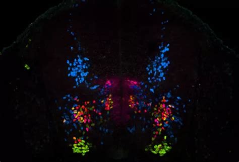 Bikoff Lab St Jude Research