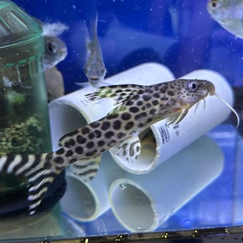 Pardalis Synodontis Catfish Synodontis Pardalis Monsteraquariumonline