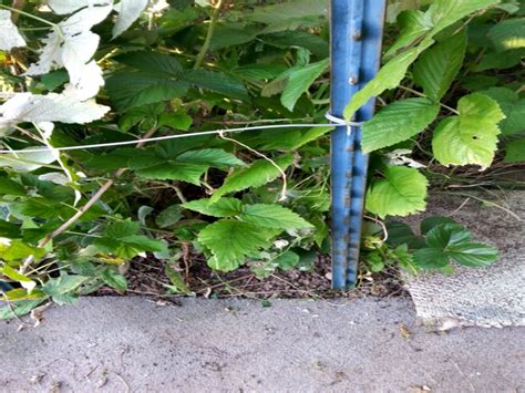 Raspberry Trellis