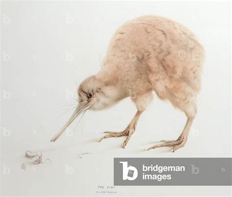 The Kiwi C 1920 W C On Paper