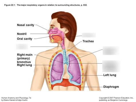 Respiratory System Diagram Quizlet