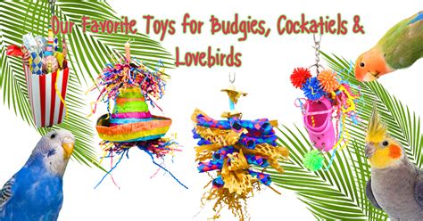 Our Favorite Toys For Budgies Cockatiels And Lovebirds Bonka Bird Toys
