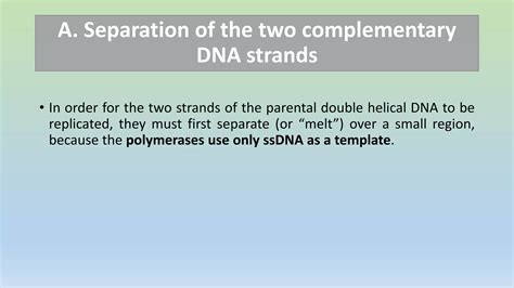 Replication Fork In Prokaryotic Replication Pptx