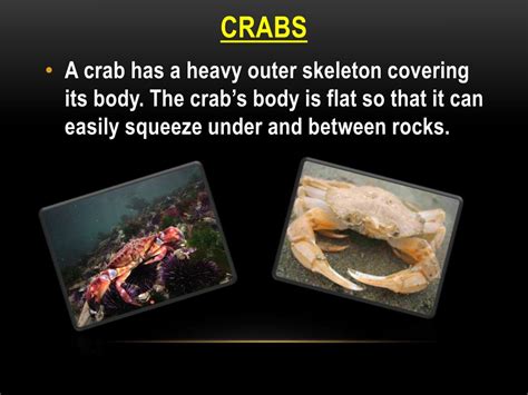 Ppt Ocean Life Powerpoint Presentation Free Download Id 2720552