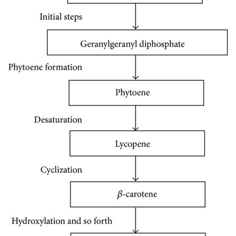 Carotenoids Structure A Xanthophylls A Zeaxanthin B Lutein