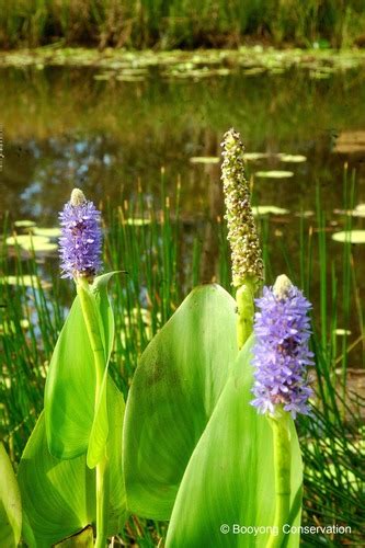 Wetland Plants Flashcards Quizlet