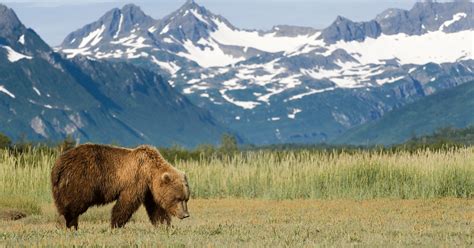 Your Guide To Animals In Gnp Glacier Highline