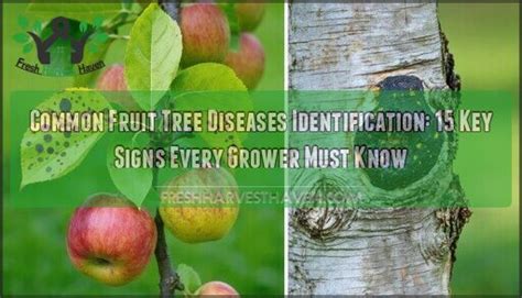Common Fruit Tree Diseases Identification 15 Key Signs Every Grower Must Know