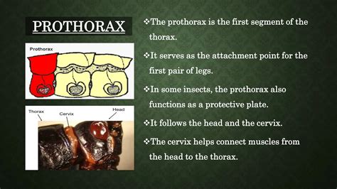 The Insect Thorax Pptx