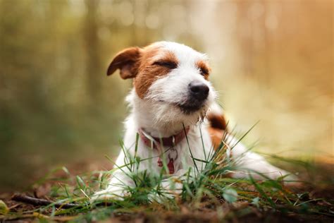 Leishmaniose O Melhor Tratamento é A Prevenção Hospital VeterinÁrio Central Cão De Ló