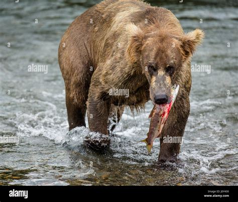 Brown Bear With Salmon In Its Mouth Usa Alaska Kathmai National Park