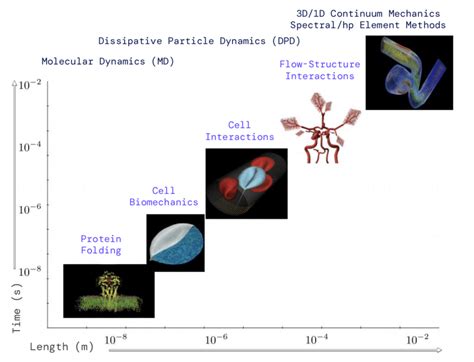 A Cascade Of Spatial And Temporal Scales Governing Key Biophysical