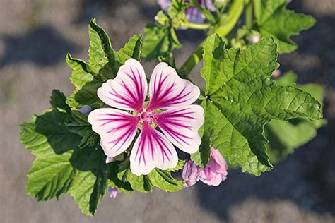 Malva Sylvestris Zebrina Grande Mauve Pépinière Larc En Fleurs