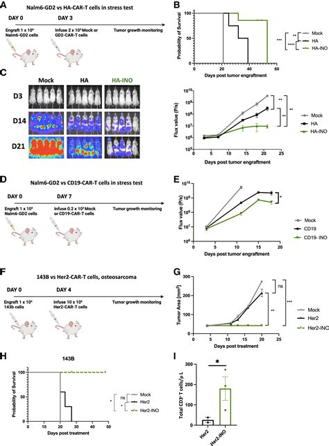 Inosine Induces Stemness Features In Car T Cells And Enhances Potency
