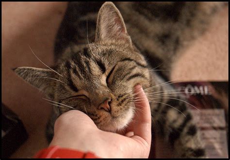 Runaway Kitty 2 By Tigersuit On Deviantart