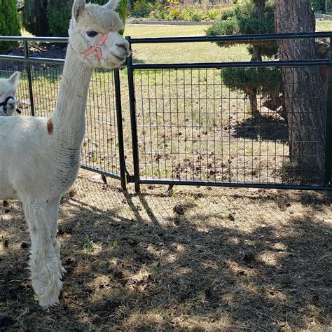 Camelot Haven Alpacas All You Should Know Before Going 2026 With