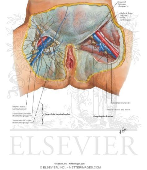 Inguinal Nodes Female Inguinal Nodes Female