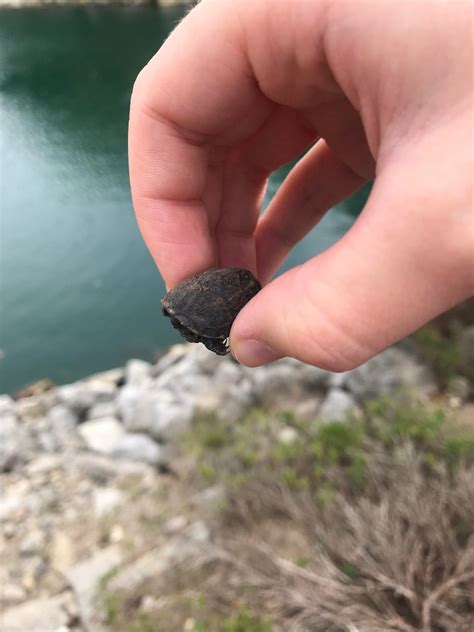 I Found A Tiny Turtle Rturtles