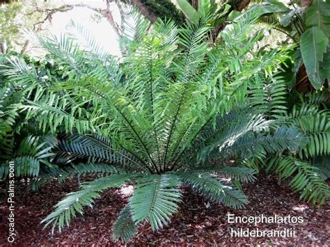 Encephalartos Hildebrandtii Alchetron The Free Social Encyclopedia