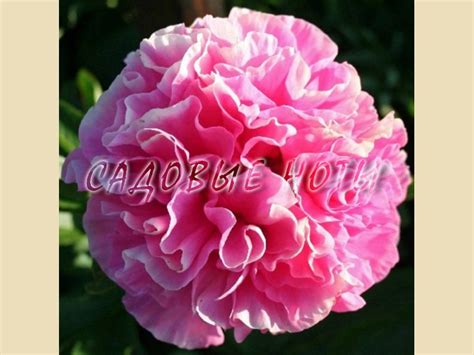 Paeonia ‘Carnation Bouquet’ - Садовые ноты