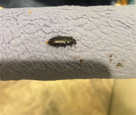 Beetle Or Roach Rinsects