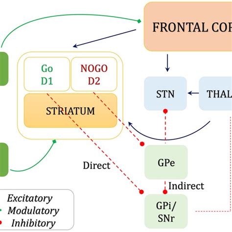 Proposed Frontal Subcortical Circuits Implicated In Cognition And