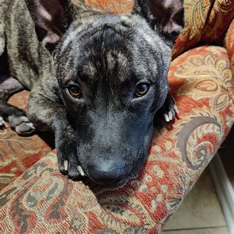 Doug Damon Slimchiply On Threads