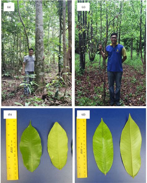 Agarwood Tree Photos 3d Aquilaria Agarwood Tree Model Turbosquid