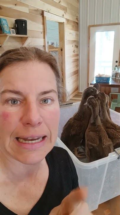 🦆 🫓 Quackers In The Kitchen Shorts Youtube