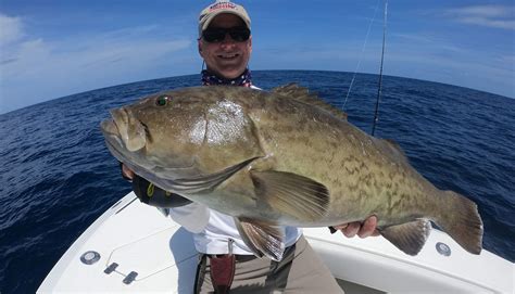 Gulf Gag Grouper Season Shortened