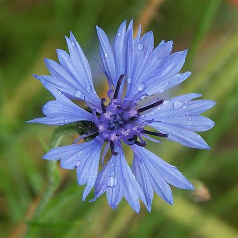 Cornflower Tree At Molly Nielsen Blog