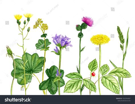 Wild Plants Flowers Drawing By Colored Stock Illustration 1552354367