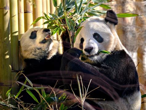 Giant Panda Cubs Eating Bamboo