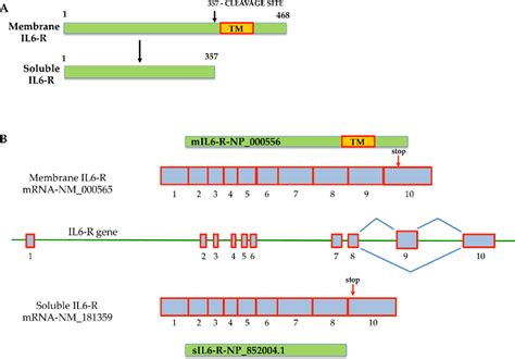 Figure 1 From A Potential Role Of Il 6il 6r In The Development And