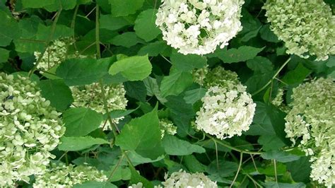 Pruning Bigleaf Hydrangeas Archives Laidback Gardener