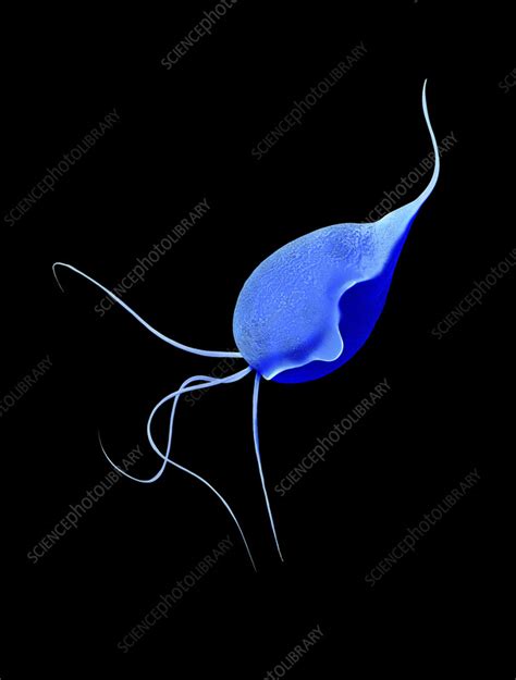 Trichomonas Vaginalis Parasite Illustration Stock Image C0563606