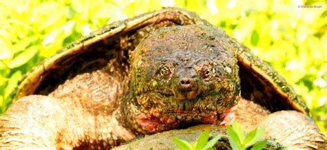 Snapping Turtle Teeth