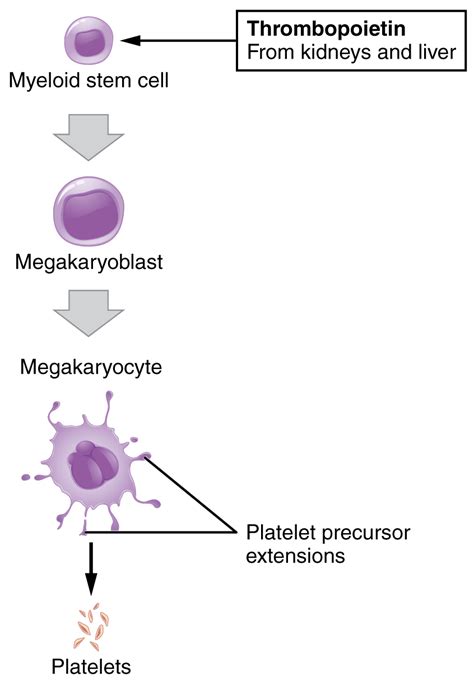 Thrombopoiesis Wikipedia