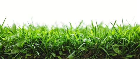 Premium Photo Grass At The Bottom White Background